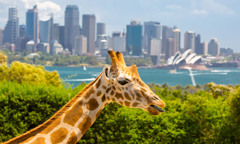 Strategy Spotlight: Taronga Conservation Society˜ – Probono Australia